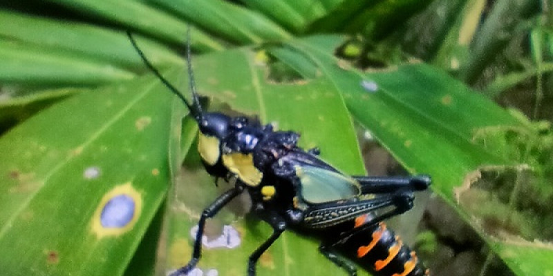 Satwa langka penghuni Gunung Api Purba - Gunung Api Purba